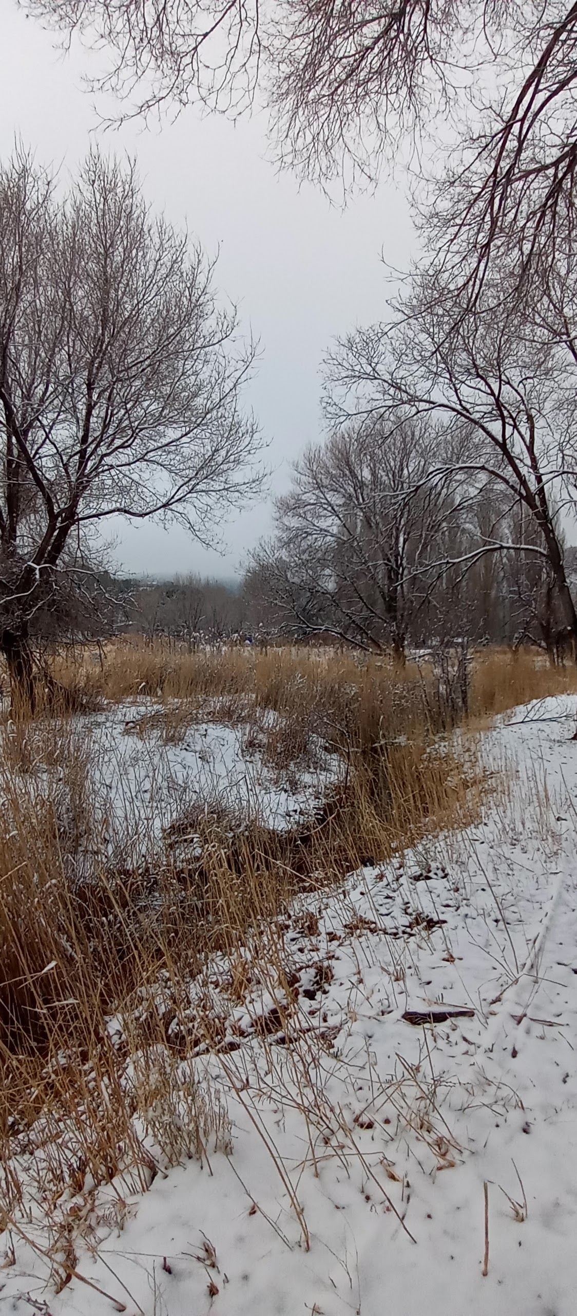 Where Do the Bugs Go in the Winter? - Bugyman Exterminators